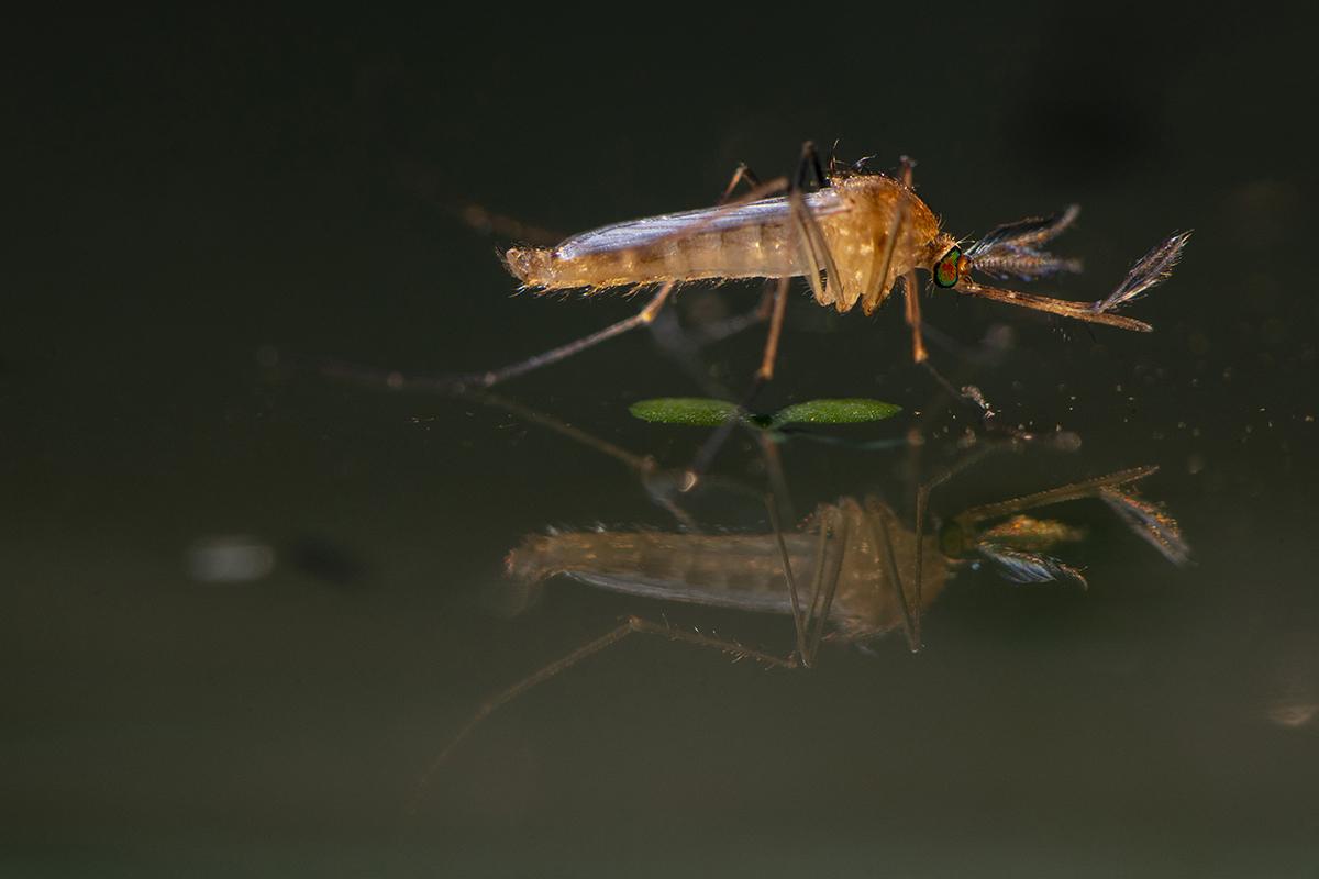 Mosquit comú -culex pipiens | Diputació de Tarragona